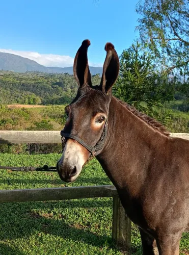 "jumentos" no Brasil