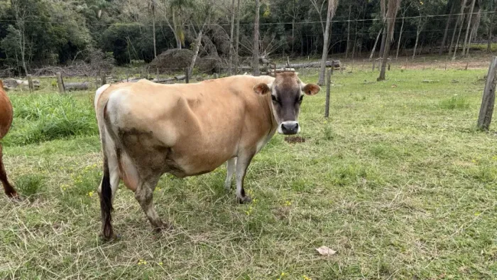 "vaca jersey" - Animais para agropecuária no Brasil