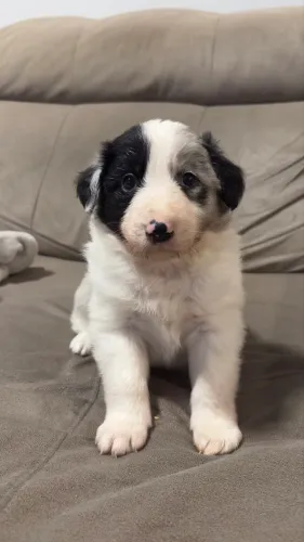 "border collie" - Cachorros no Brasil