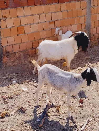 "bodes e cabras" no Brasil