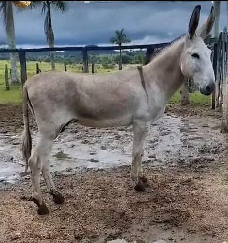 "jumentos" no Brasil