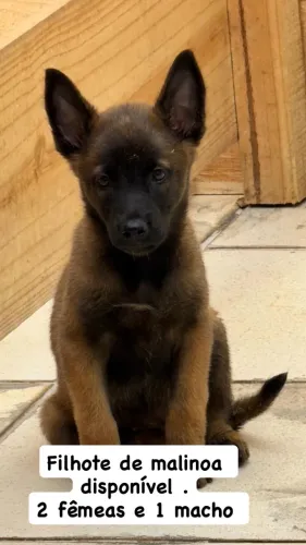 "mallinois" no Brasil