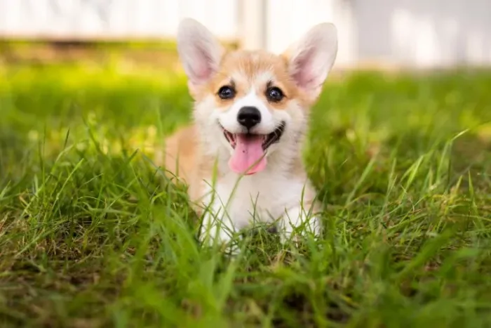 "corgi" - Cachorros no Brasil