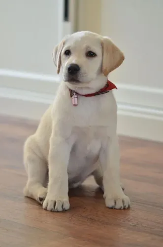 "filhotes de labrador marrom" - Cachorros no Brasil