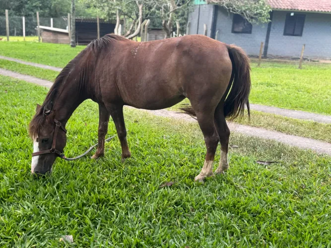Cavalos no Rio Grande do Sul