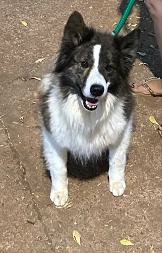 "border colie" no Brasil