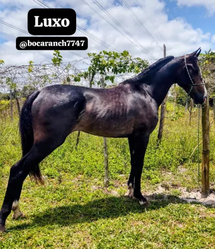 Cavalos na Bahia