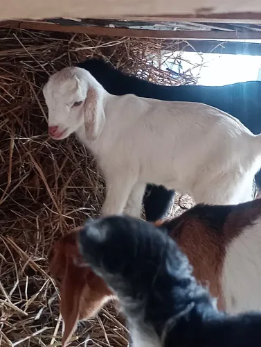 "bode filhote" no Brasil