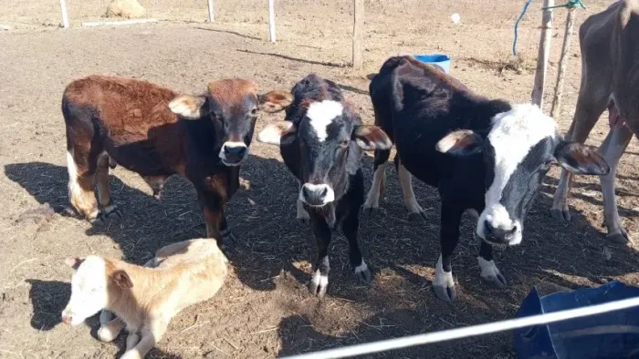 "mini vaca" - Animais para agropecuária no Brasil