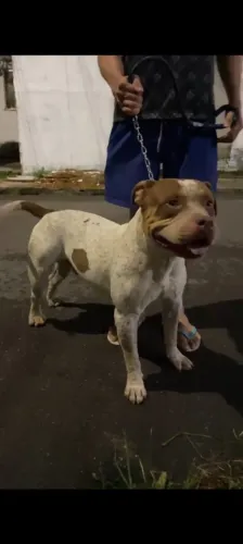 "cachorros pit monster" - Cachorros no Brasil