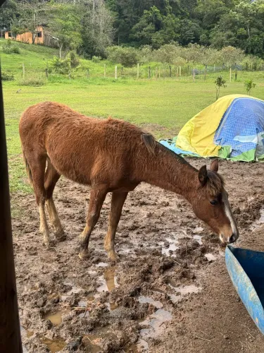 "potros e potras" no Brasil