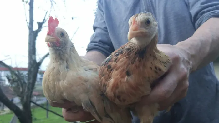 "mini garnizes" no Brasil