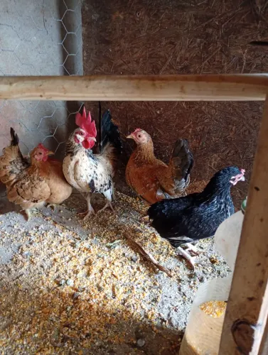 "mini garnizes" no Brasil