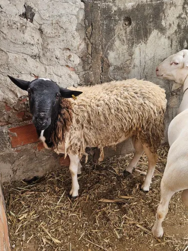"carneiro filhote" - Outros animais no Brasil