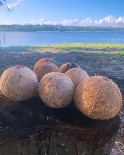 "coco verde" no Brasil