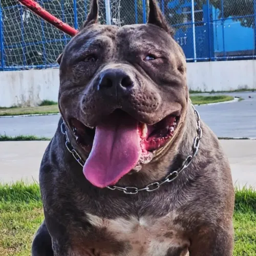 "cachorros pit monster" - Cachorros no Brasil