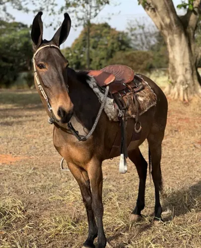 "uma mula" no Brasil