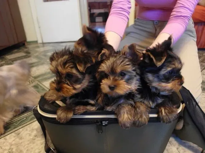 "yorkshire terrier mini" - Cachorros no Brasil