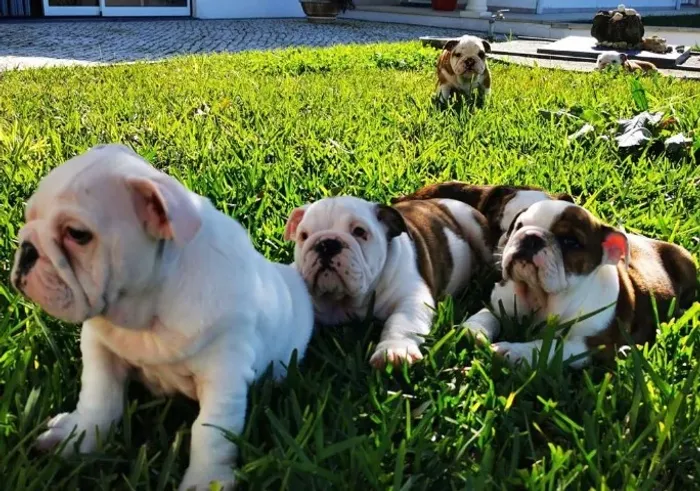 "filhotes de cachorro bulldog ingles" - Cachorros no Brasil