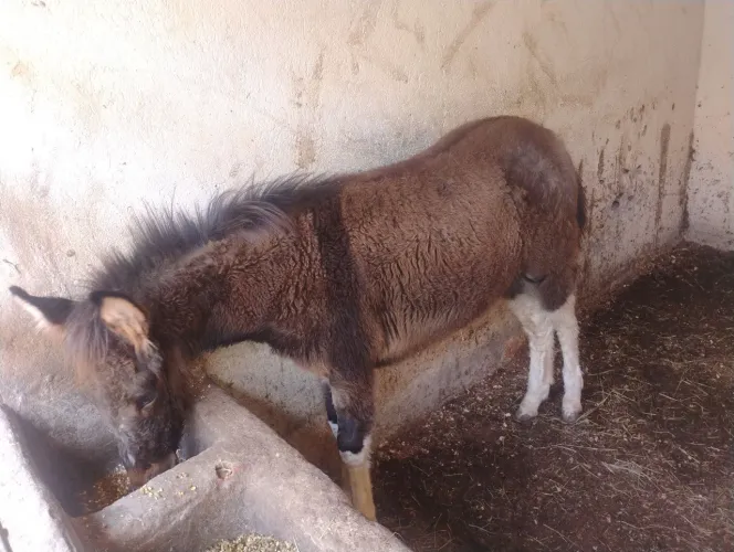 "burro mula" no Brasil