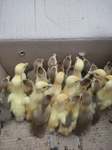 "filhotes de patos" - Outros animais no Brasil