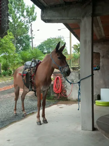"uma mula" no Brasil