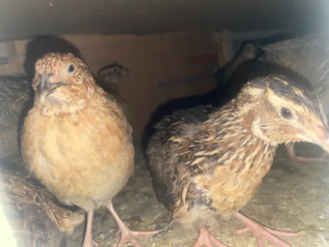 "codorna chinesa" - Outros animais no Brasil