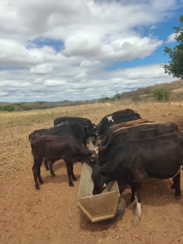 Animais para agropecuária no Rio Grande do Norte, RN