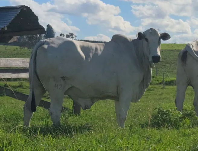 "vaca nelore" - Animais para agropecuária no Brasil