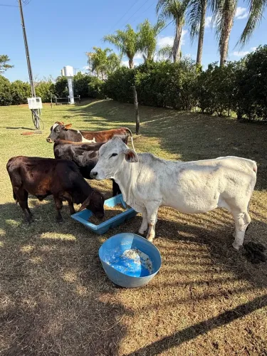 "mini vaca" - Animais para agropecuária no Brasil