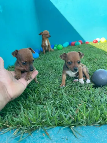 "cachorro pinscher 1" - Cachorros no Brasil