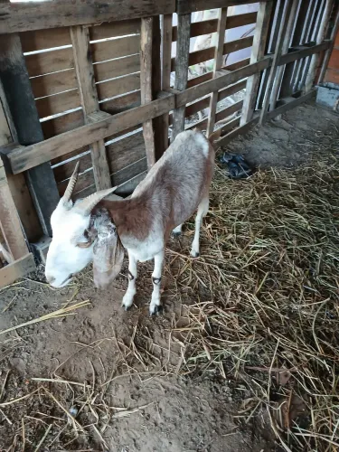 "cabras e cabritos" no Brasil