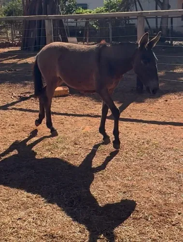 "uma mula" no Brasil