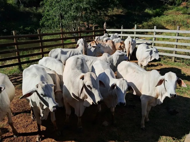 "vaca nelore" - Animais para agropecuária no Brasil