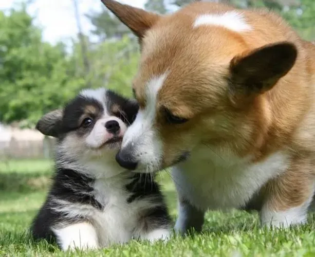 "corgi" - Cachorros no Brasil