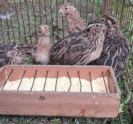 "codornas" no Brasil