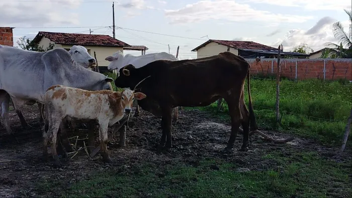 "vaca nelore" - Animais para agropecuária no Brasil