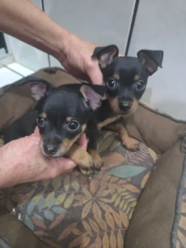 "filhote pinscher puro" - Cachorros no Brasil