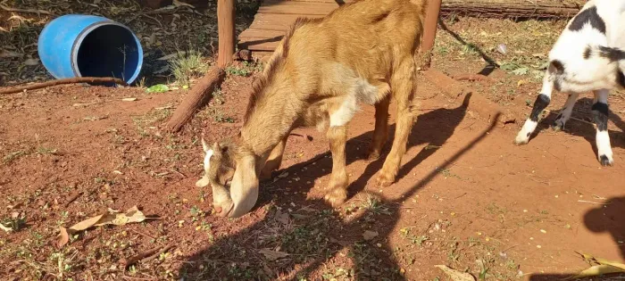 "bode filhote" no Brasil
