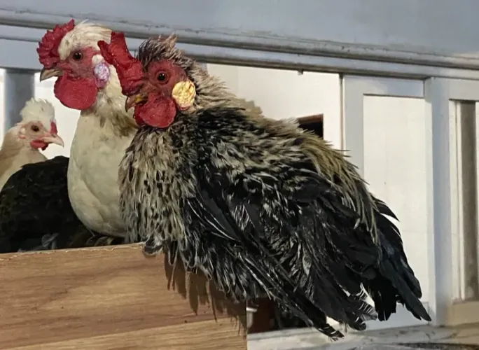 "garnizes" no Brasil