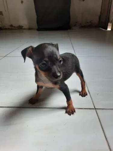 "pinscher 0" - Cachorros no Brasil