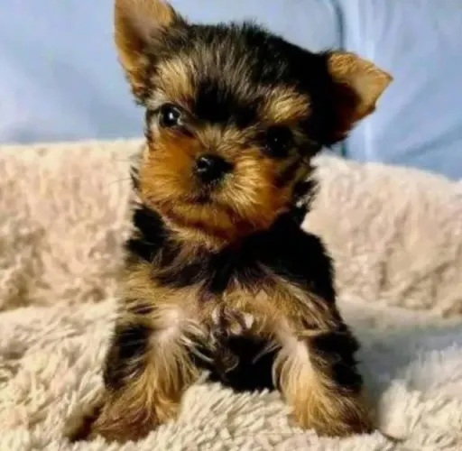 "yorkshire terrier mini" - Cachorros no Brasil