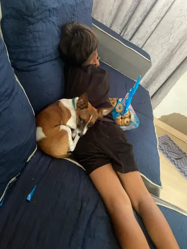 Cachorros no Brasil