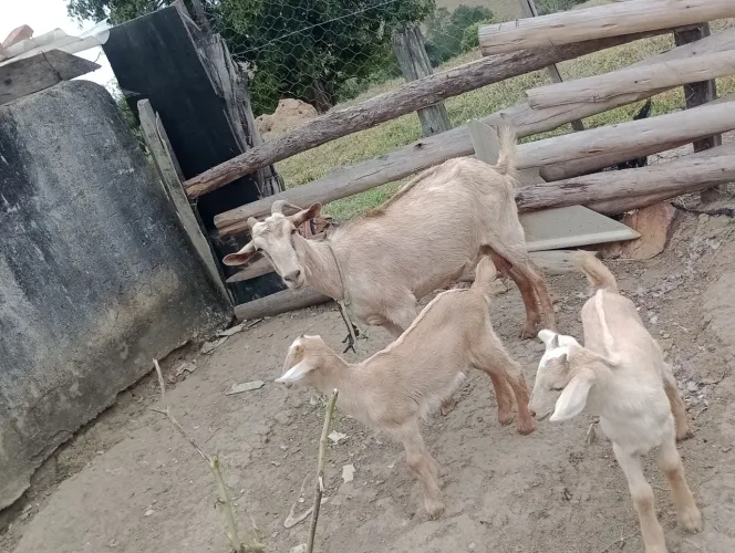"cabras e cabritos" no Brasil