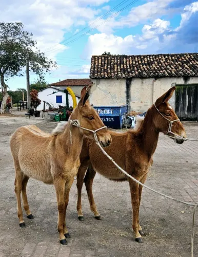 "burro mula" no Brasil