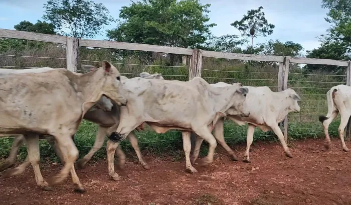 "vaca nelore" - Animais para agropecuária no Brasil