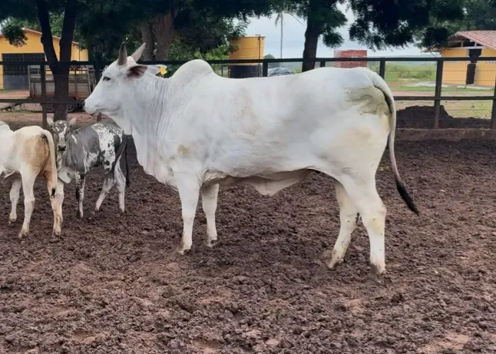 "vaca nelore" - Animais para agropecuária no Brasil