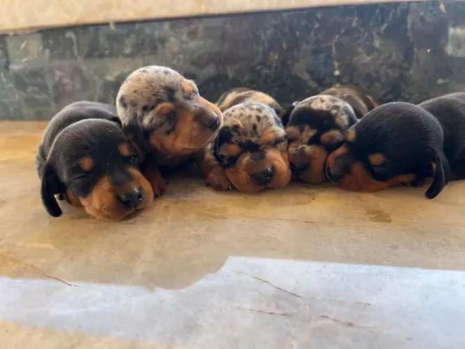 "cachorro cofap" - Cachorros no Brasil