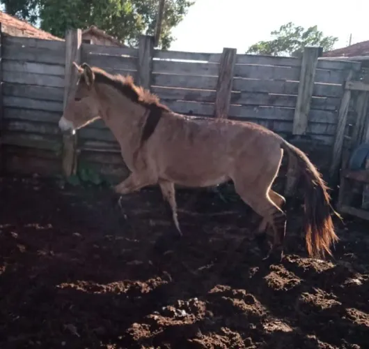 "burro mula" no Brasil