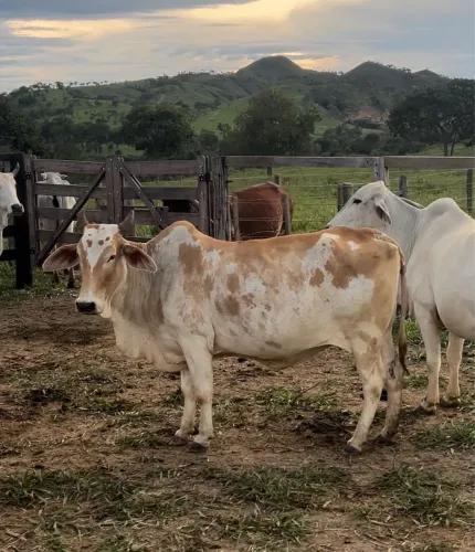 "vaca nelore" - Animais para agropecuária no Brasil
